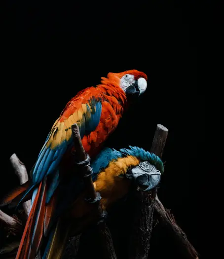 Birds & Parrots - OSCAR Pet Shop